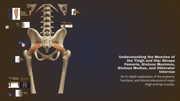 Understanding the Muscles of the Thigh and Hip: Biceps Femoris, Gluteus ...