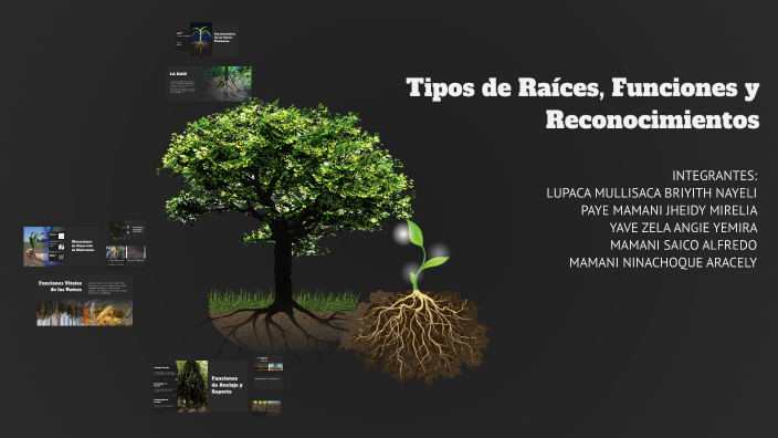 Tipos de Raíces, Funciones y Reconocimientos by BRIYITH NAYELI LUPACA ...