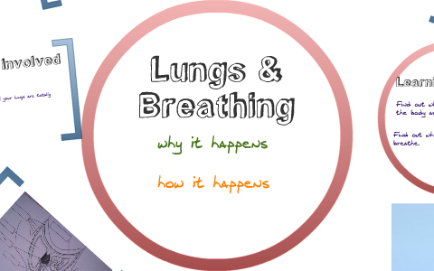 Lungs by mr fulton on Prezi
