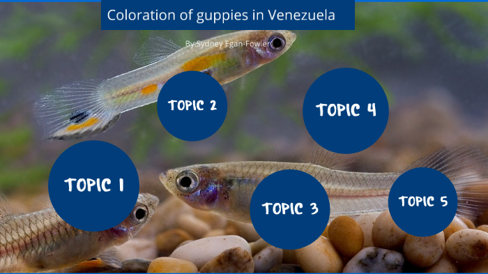 The Evolution of guppies by Sydney Egan-Fowler on Prezi