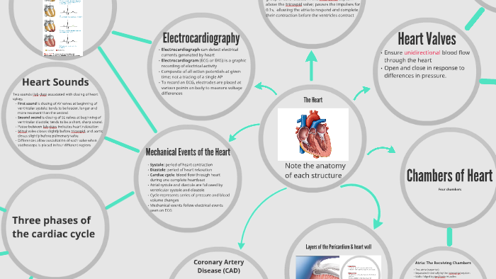 Concept Map of The Heart by Jessica Le on Prezi