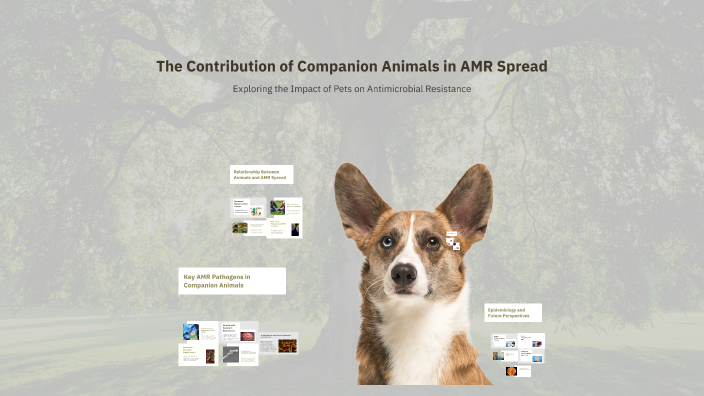 The Contribution of Companion Animals in AMR Spread by Sofea Qistina on ...