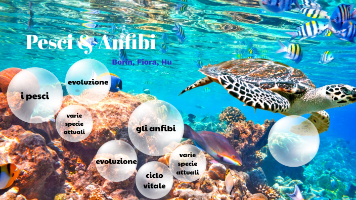 pesci e anfibi by Anna Emilia Fiora on Prezi