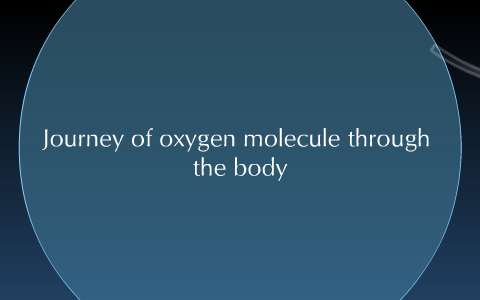 Science assignment-journey of oxygen molecule through body by kunwoo na ...