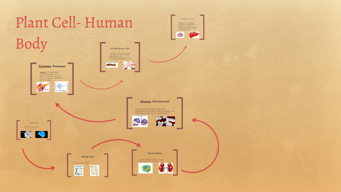Plant Cell- Human Body by clif ekwebelem on Prezi