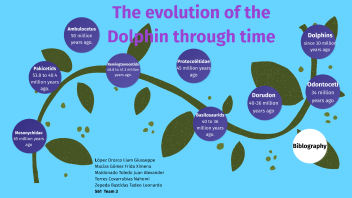The evolution of the Dolphin through time by tadeo zepeda on Prezi