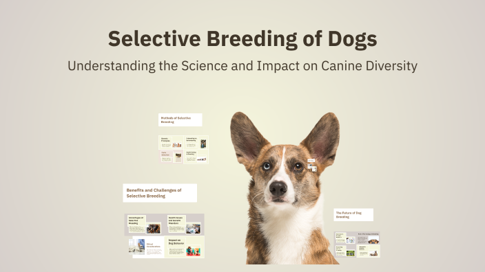 Selective Breeding of Dogs by mary kahla on Prezi