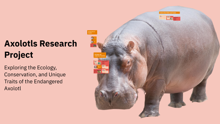 Axolotls Research Project by Victoriah Ligon on Prezi