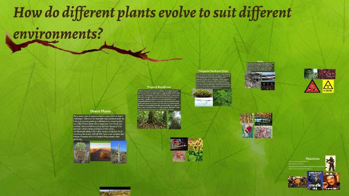How do different plants evolve to suit different environment by Karan ...