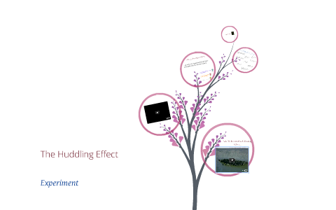Y8 - The Huddling effect experiment by Luciana Gir on Prezi