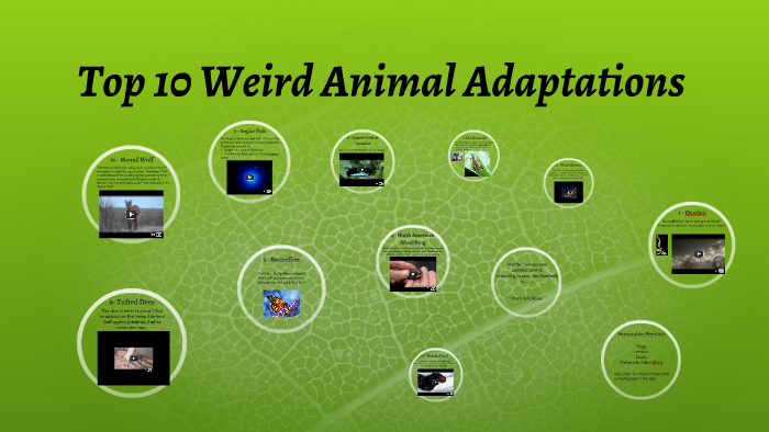 Top 10 Weird Animal Adaptations by Zoo Teachers on Prezi