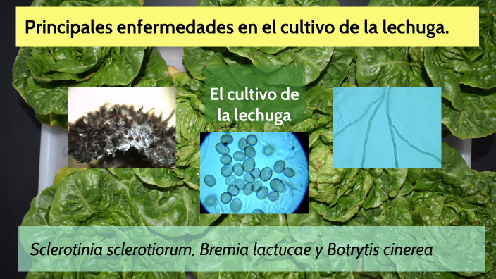 Principales enfermedades en el cultivo de la lechuga. by Pablo Gómez on ...