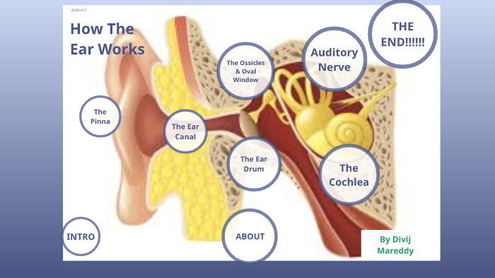 Ear presentation by Divij M on Prezi