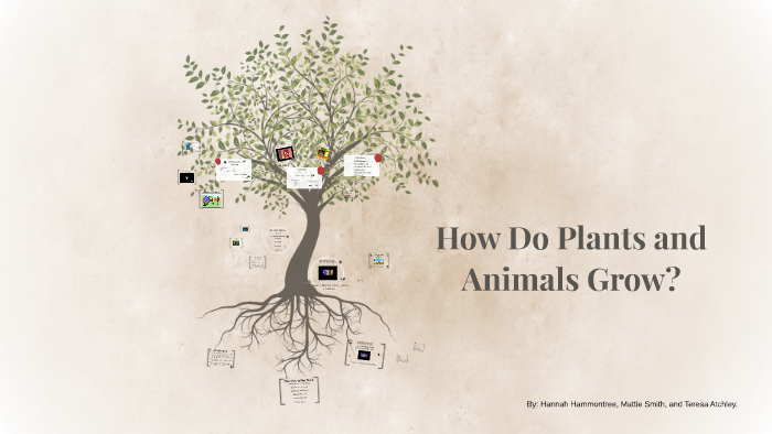 How do Plants and Animals Grow? by Hannah Hammontree on Prezi