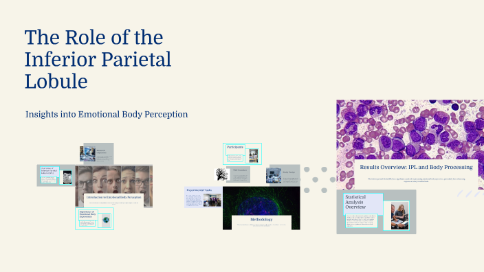 The Role of the Inferior Parietal Lobule by Kandy Gonzalez Alvarez on Prezi