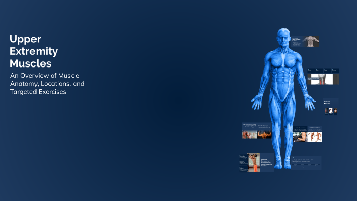 Upper Extremity Muscles by Juanito Alegria on Prezi