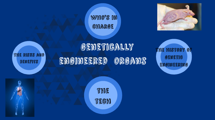 genetically engineered organs by Colton Gustafson on Prezi