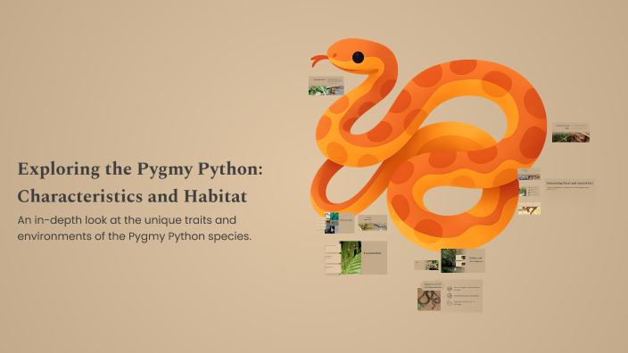 Exploring the Pygmy Python: Characteristics and Habitat by Kayden ...