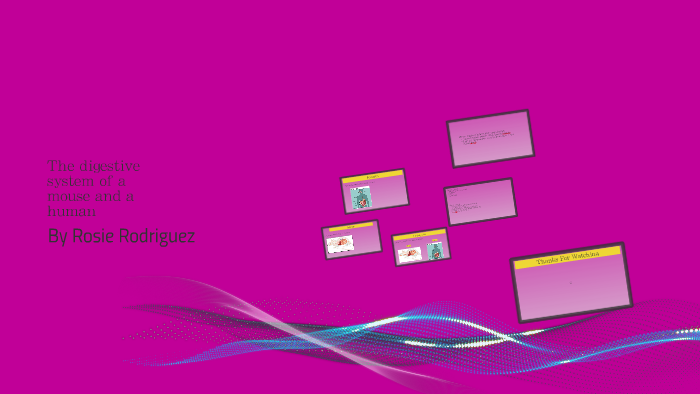 The digestive system of a mouse and a human by Rosa Rodriguez on Prezi Next