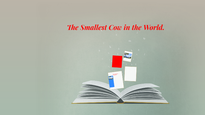The Smallest Cow in the World. by no Al khayyat on Prezi
