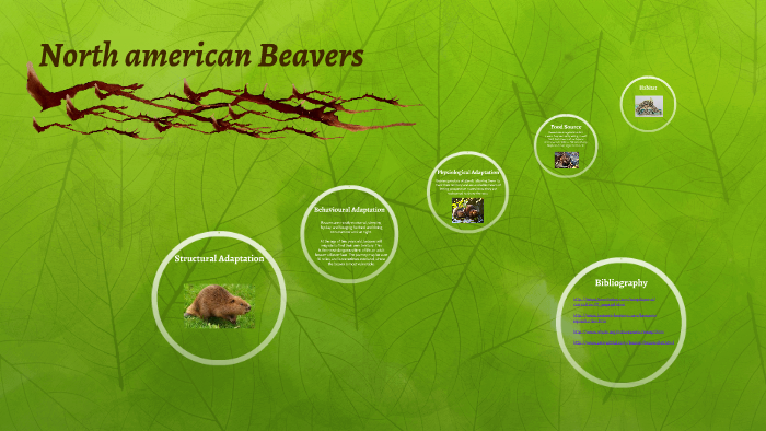 Beavers Adaptation by on Prezi