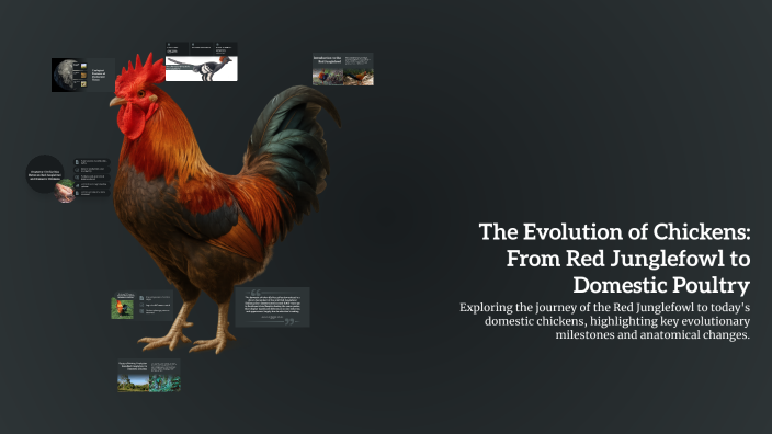 The Evolution of Chickens: From Red Junglefowl to Domestic Poultry by ...