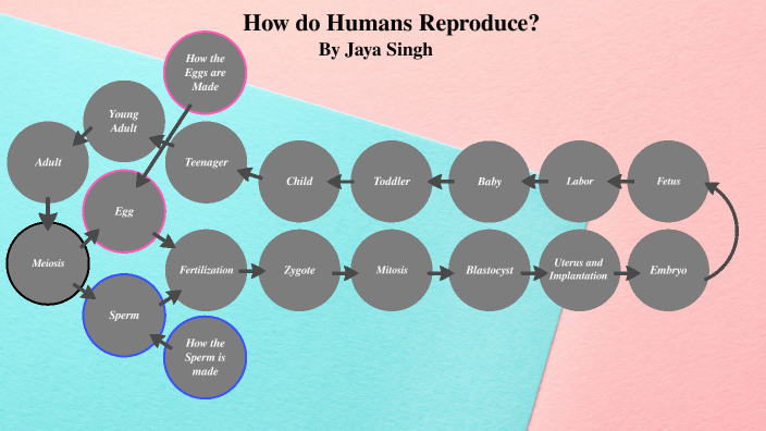How do Humans Reproduce? by Jaya Singh on Prezi
