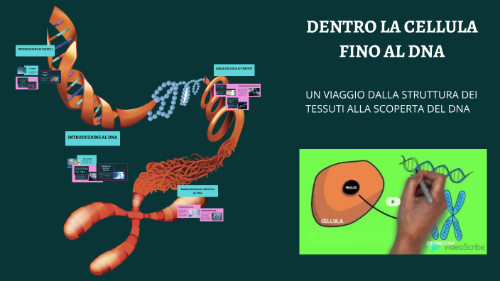DENTRO LA CELLULA FINO AL DNA by Erika ELIA on Prezi