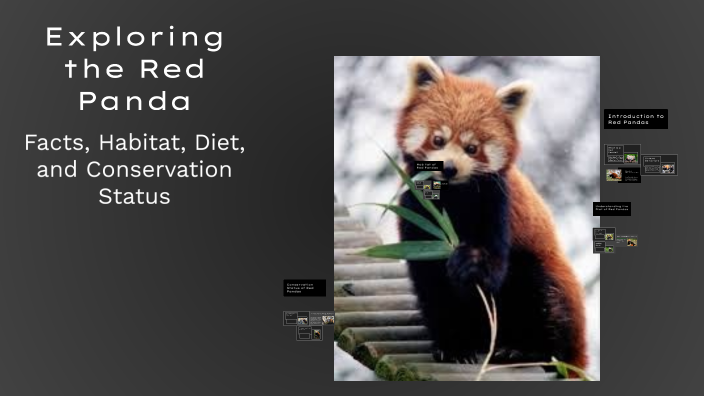 Exploring the Red Panda by Jack Low on Prezi