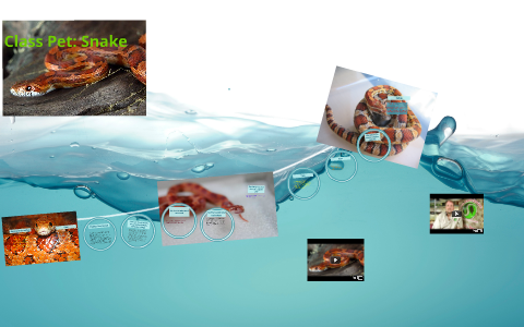 Class Pet: Snake by Joshua Torres on Prezi