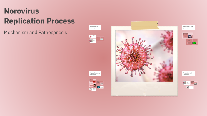 Norovirus Replication Process by SorCeRy Hell on Prezi