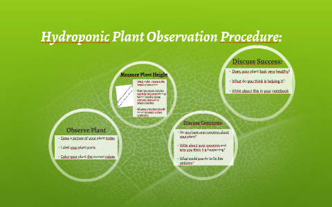 Observe Your Plant by Amy Wittmann on Prezi