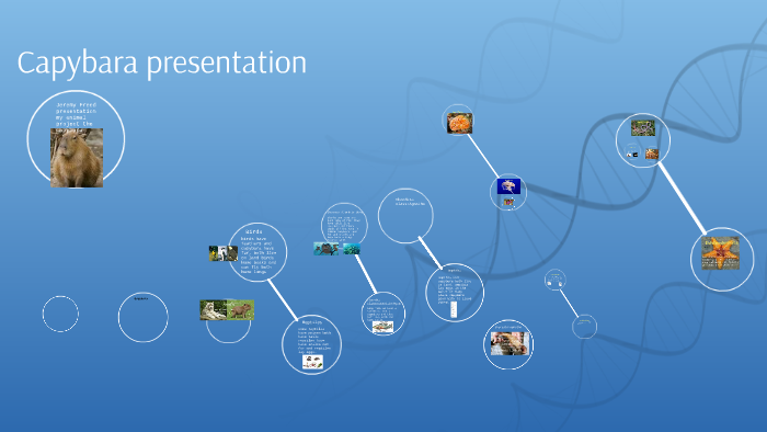 Capybara presentation by jeremy freed on Prezi