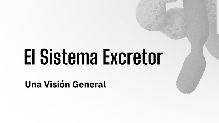El Sistema Excretor by Carol Barra Saez on Prezi