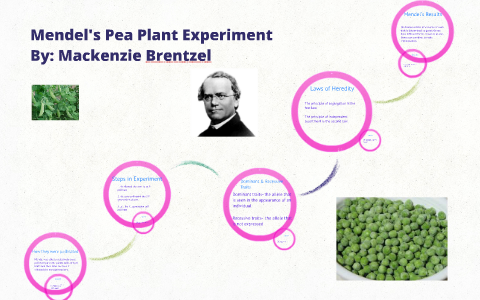 Mendel's Pea Plant Experiment by Mackenzie Brentzel on Prezi