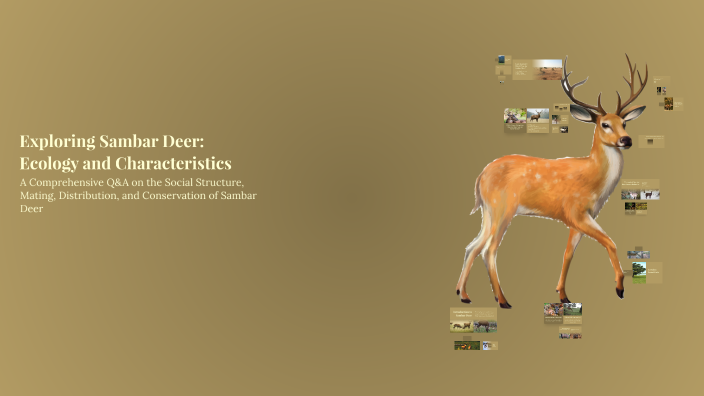 Exploring Sambar Deer: Ecology and Characteristics by ravi kumar on Prezi