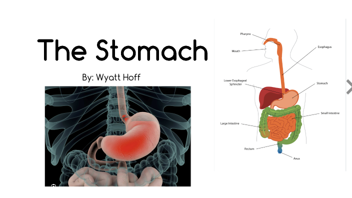 The Stomach by Wyatt Hoff on Prezi
