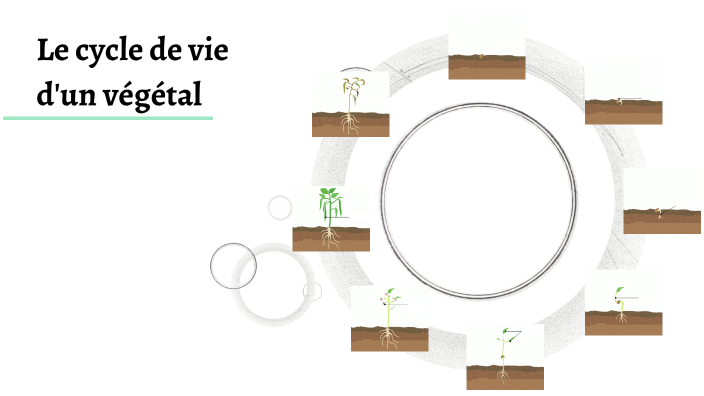 Le cycle de vie d'un végétal by Camille Brinon on Prezi