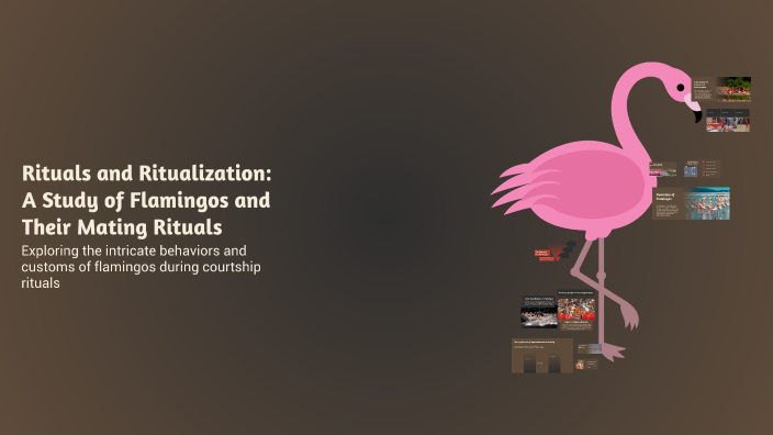 Rituals and Ritualization: A Study of Flamingos and Their Mating ...