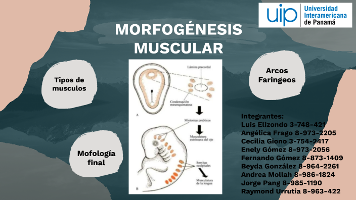 Morfogénesis muscular by Beyda Gonzalez on Prezi