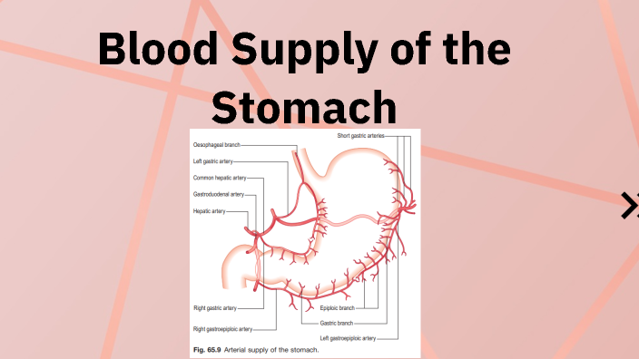 Blood Supply of the Stomach by Anushka Thapa on Prezi