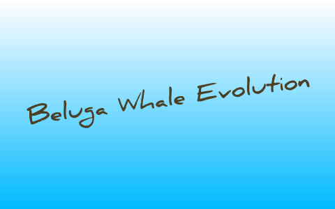 Beluga Whale Evolution by Beluga Whale on Prezi