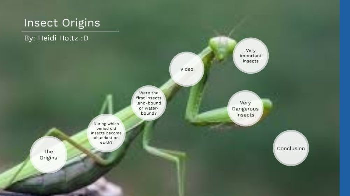 Insect Origins w/ answers by Heidi Holtz on Prezi