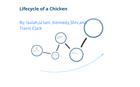 Lifecycle of a Chicken by Toye Powell