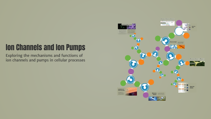 Ion Channels and Ion Pumps by Нурмат Мелисов on Prezi