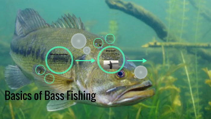 Basics of Bass Fishing by Matthew Byrd on Prezi