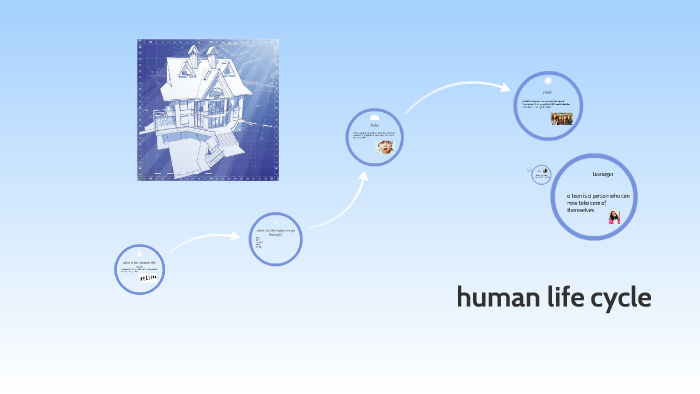 human life cycle by thamrah dau on Prezi