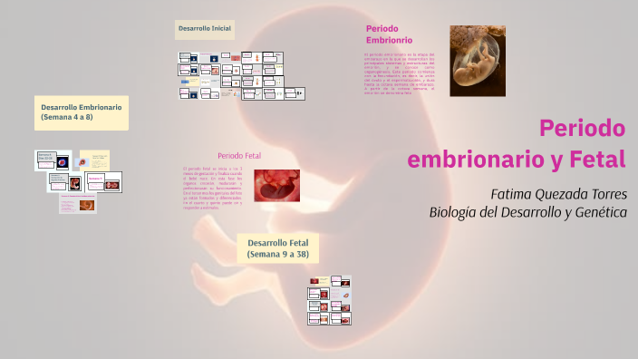 Periodo embrionario y Fetal by FATIMA QUEZADA TORRES on Prezi