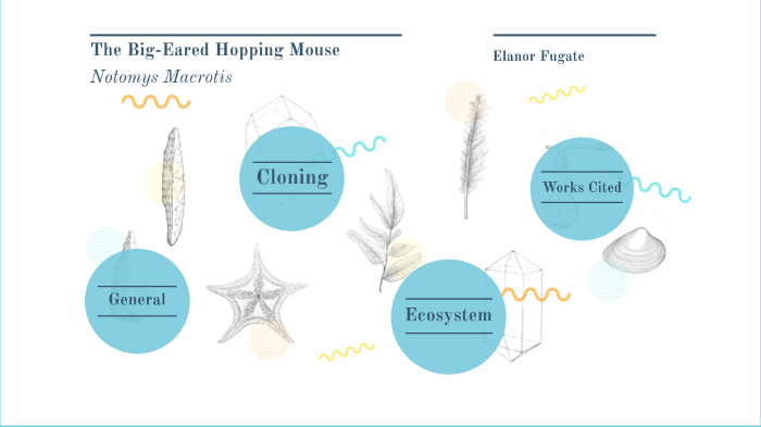 Big-Eared Hopping Mouse De-Extinction by E. Fugate on Prezi
