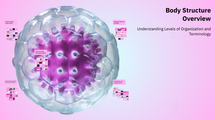 Body Structure Overview by Miguel on Prezi